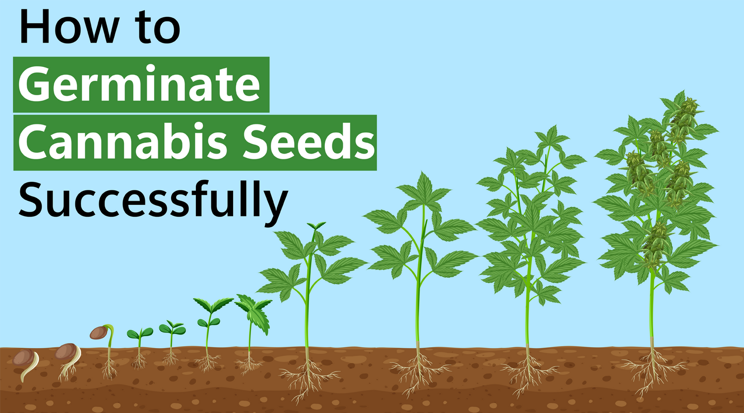 A Ultimate Guide on How to Germinate Cannabis Seeds Successfully