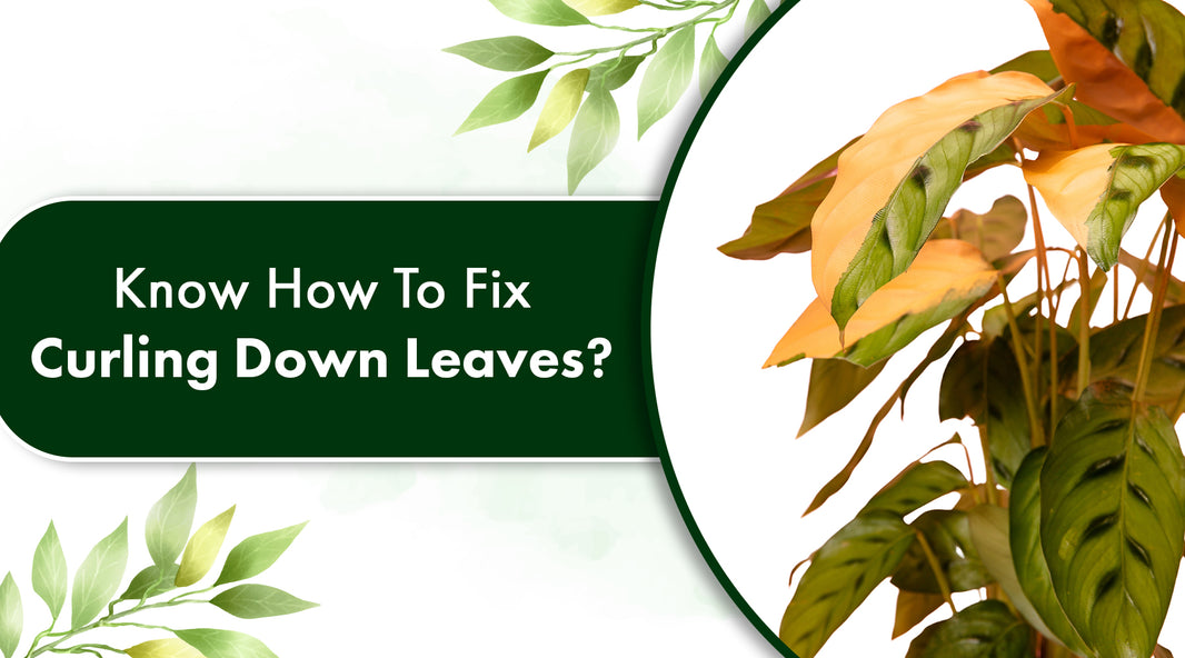 Know How To Fix Curling Down Leaves?