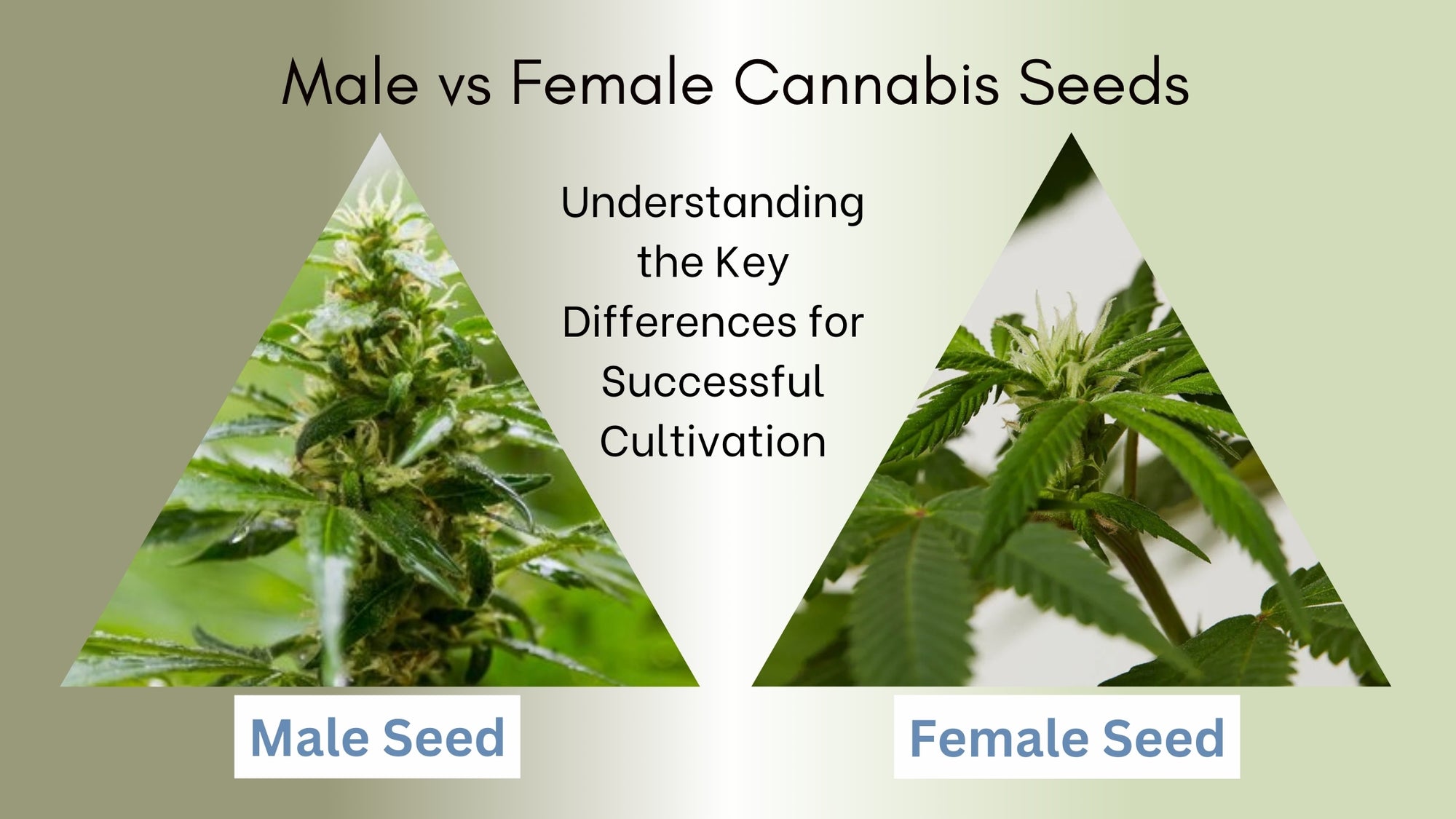 Male vs Female Cannabis Seeds: Understanding the Key Differences for S