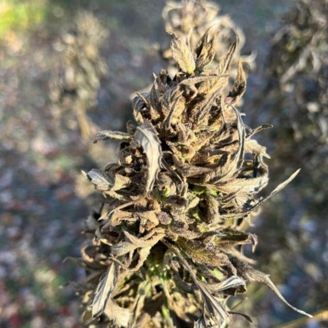 Premium Orange Sherbert Strain Seeds - Order Now