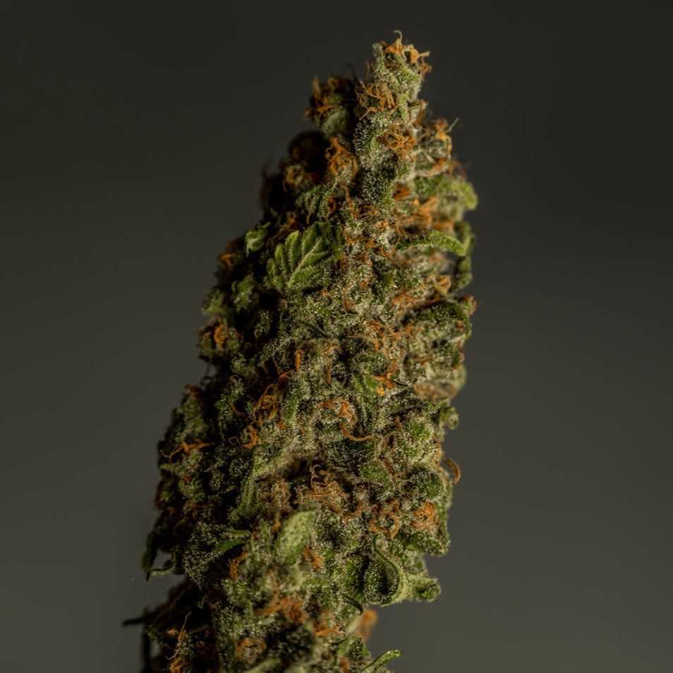 Shop Premium strawberry cough strain seeds online Shop Premium strawberry cough strain seeds online